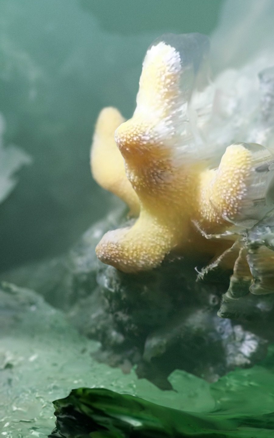 Xandra van der Eijk | Ghost Reef